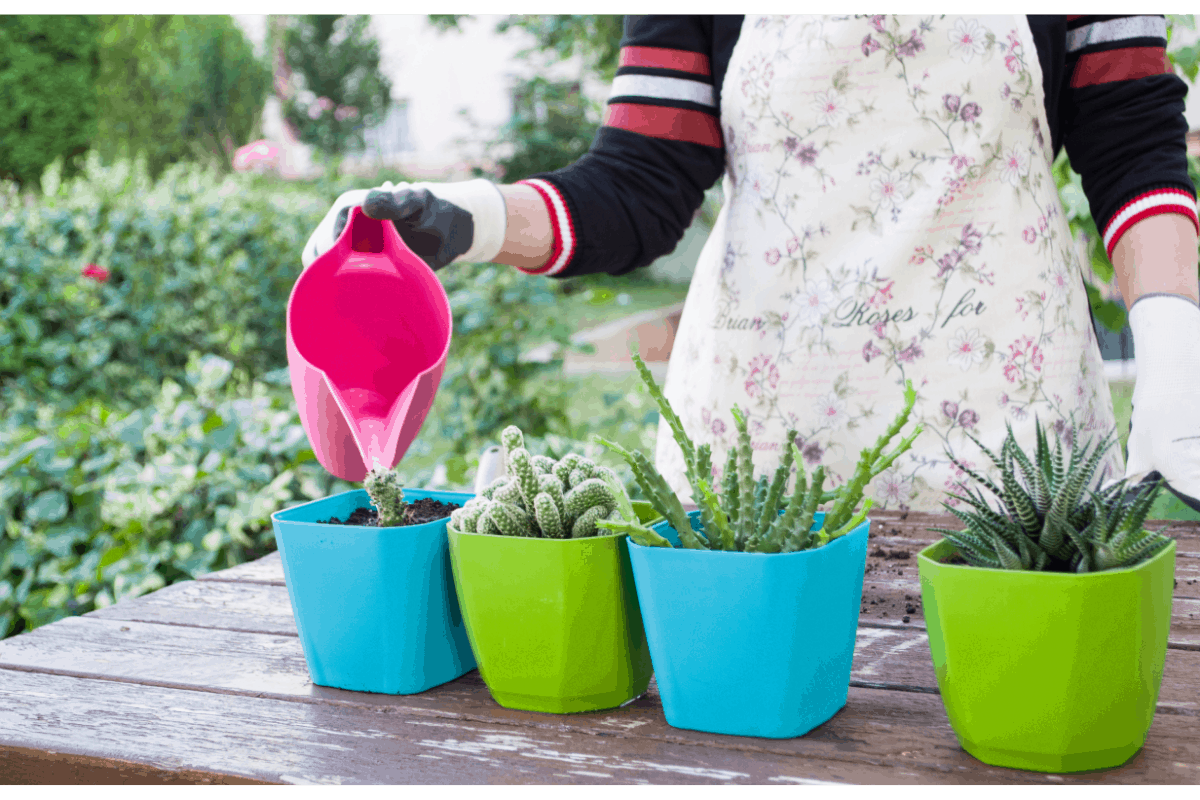 How Often Should Succulents Be Watered – Succulent Advice