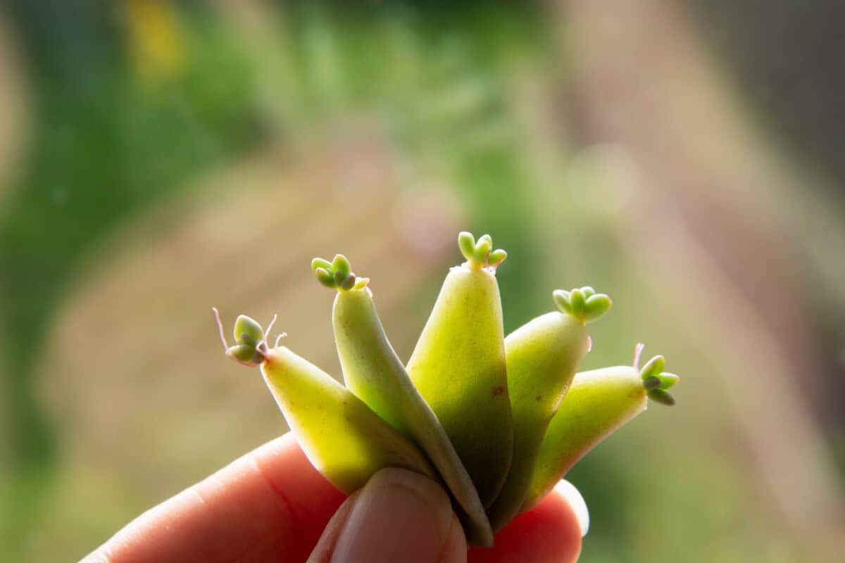 5 Easy Methods To Propagate Succulents – Succulent Advice