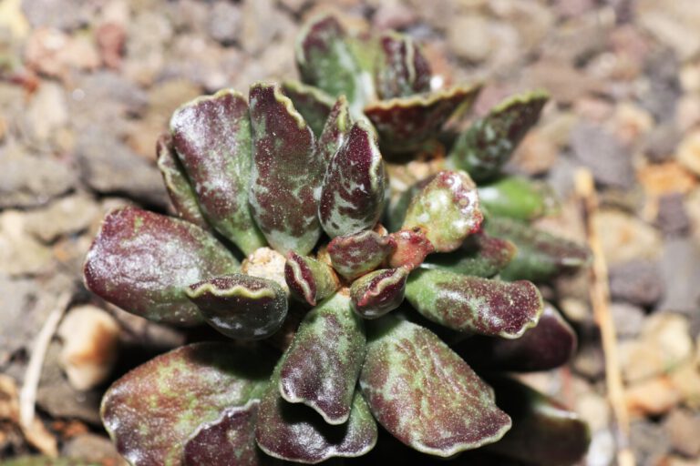 How to Heal Sunburned Succulents: The Complete Guide – Succulent Advice