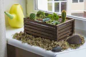 12 Best Succulents for Your Window Sill – Succulent Advice