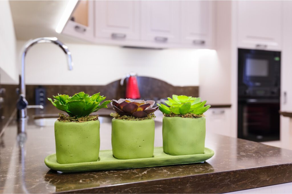 8 Best Succulents for Kitchens – Succulent Advice